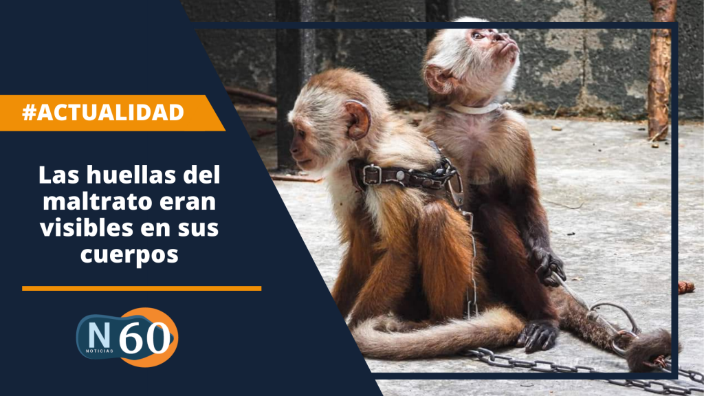 Dos monos fueron rescatados, los tenían amarrados | Noticias N60